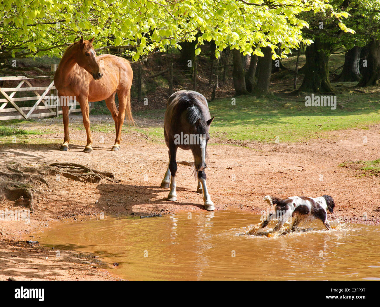 Boisterous dog disturbing two horses drinking in a moorland pool in the ...