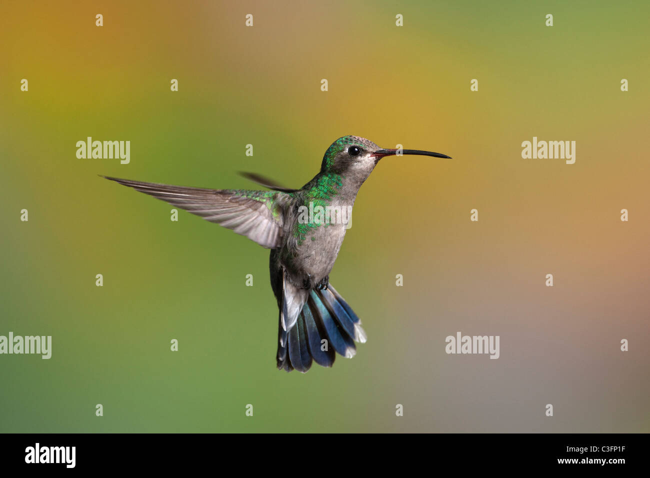 Broad-billed Hummingbird Female Flying, Hovering Stock Photo - Alamy