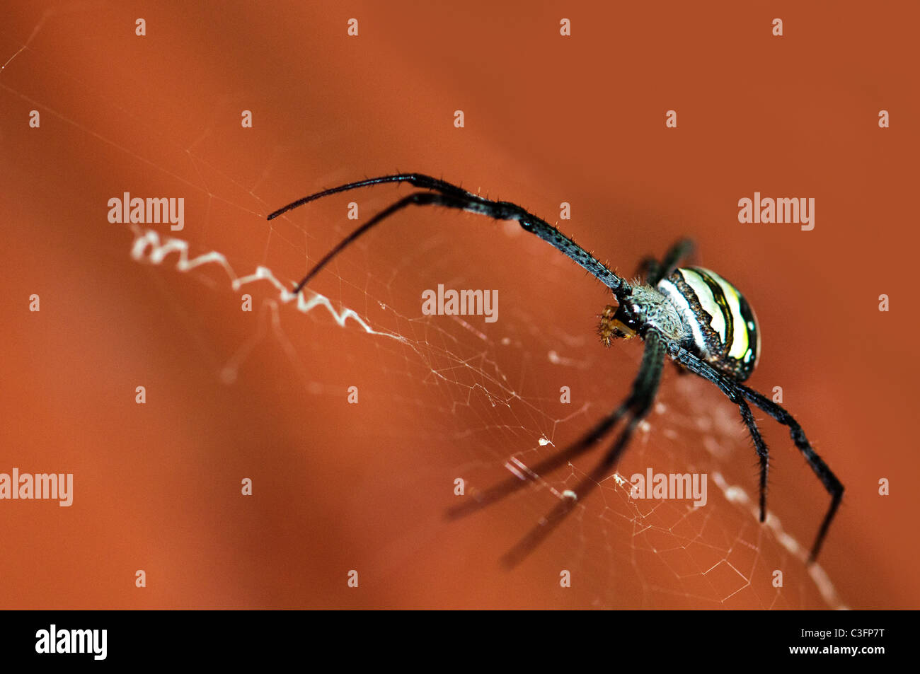 Saint Andrew's Cross Spider - Argiope keyserlingi, orb weaver Stock ...