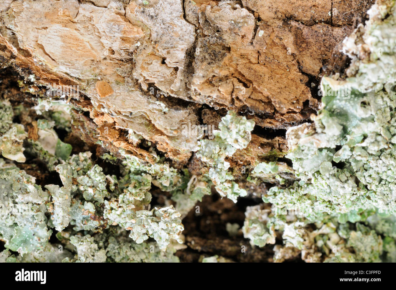 Closeup of lichen on a tree Stock Photo - Alamy