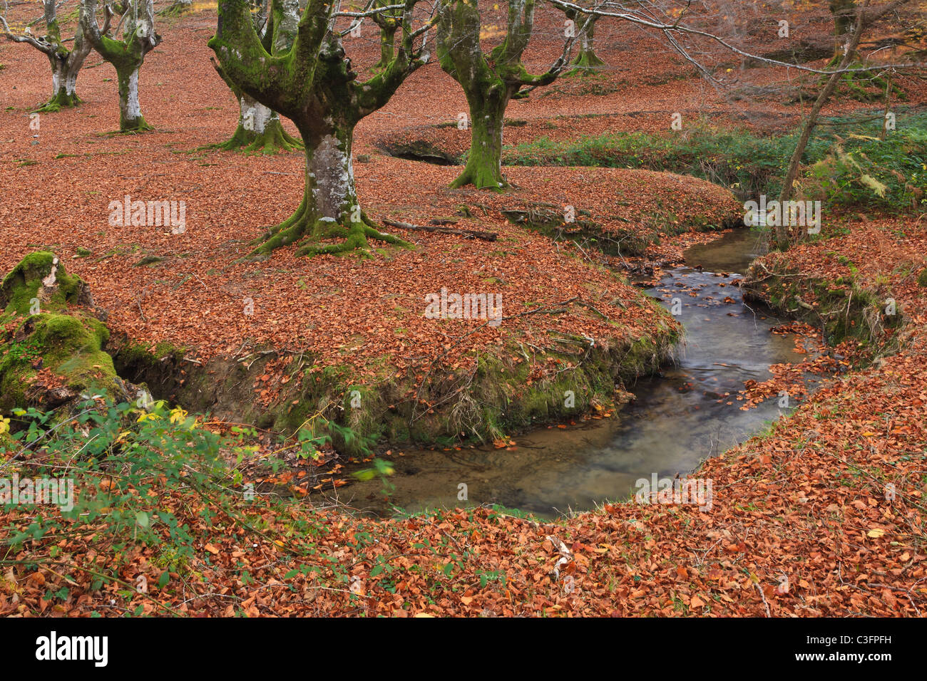 The falling leaves colors the autumn season in the forest. Otzarreta ...