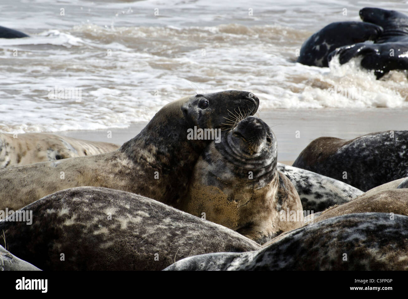Group of seals lying on a beach in North Norfolk, England Stock Photo ...