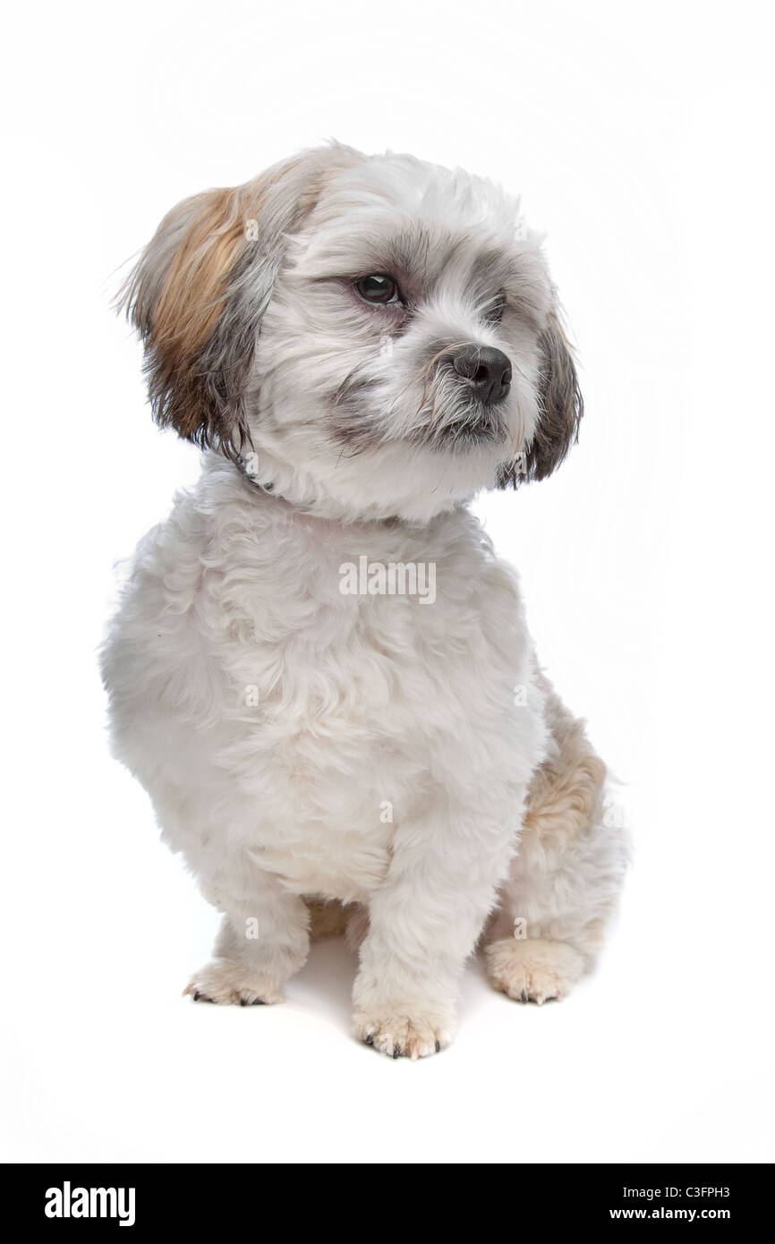 boomer, mixed breed dog in front of a white background Stock Photo - Alamy