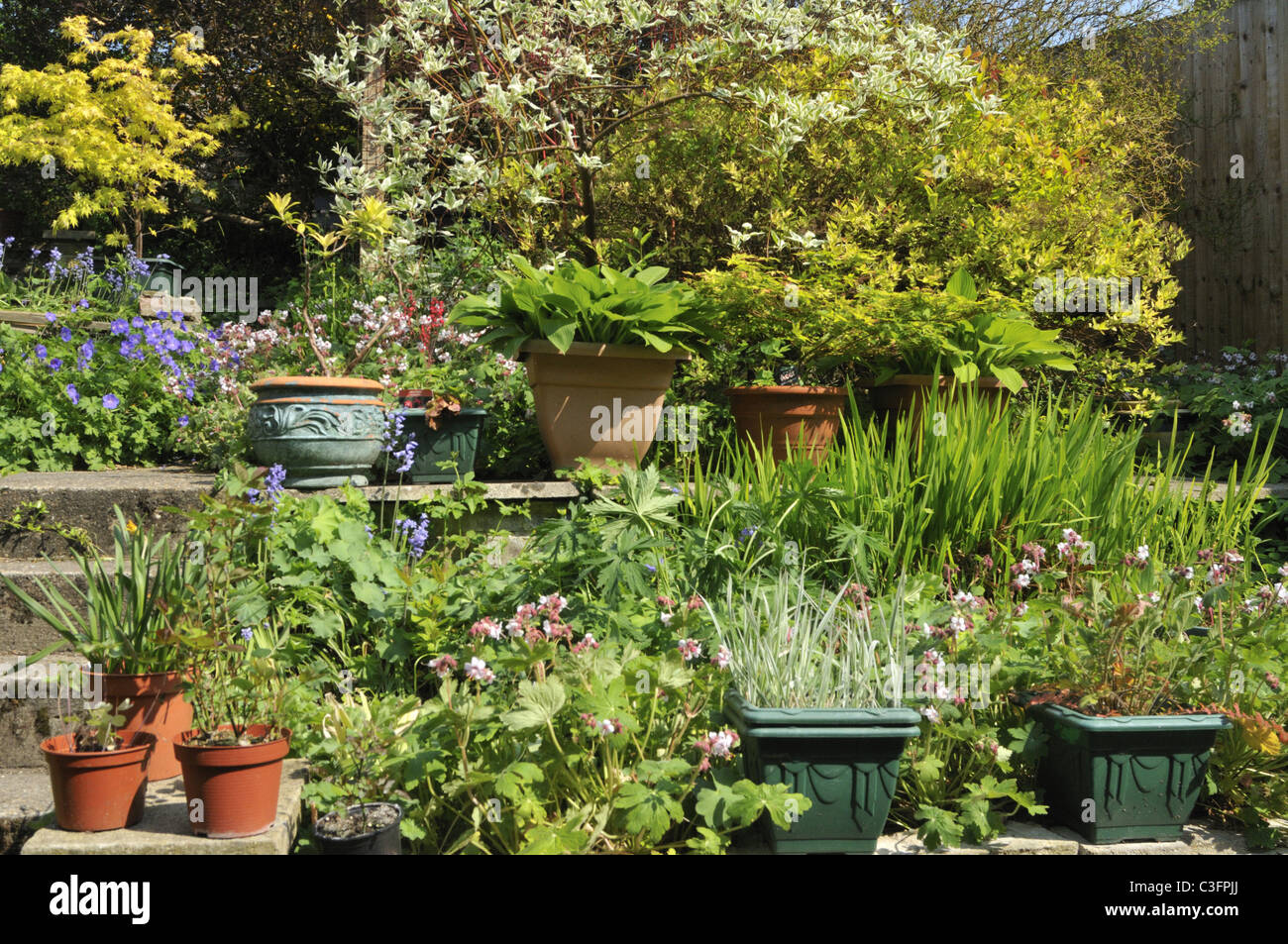 A small suburban terraced English garden in spring Stock Photo - Alamy