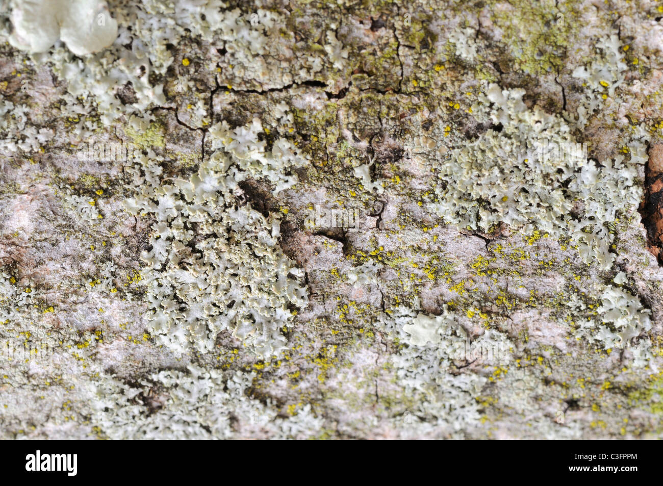 Lichen fungus alga hi-res stock photography and images - Alamy