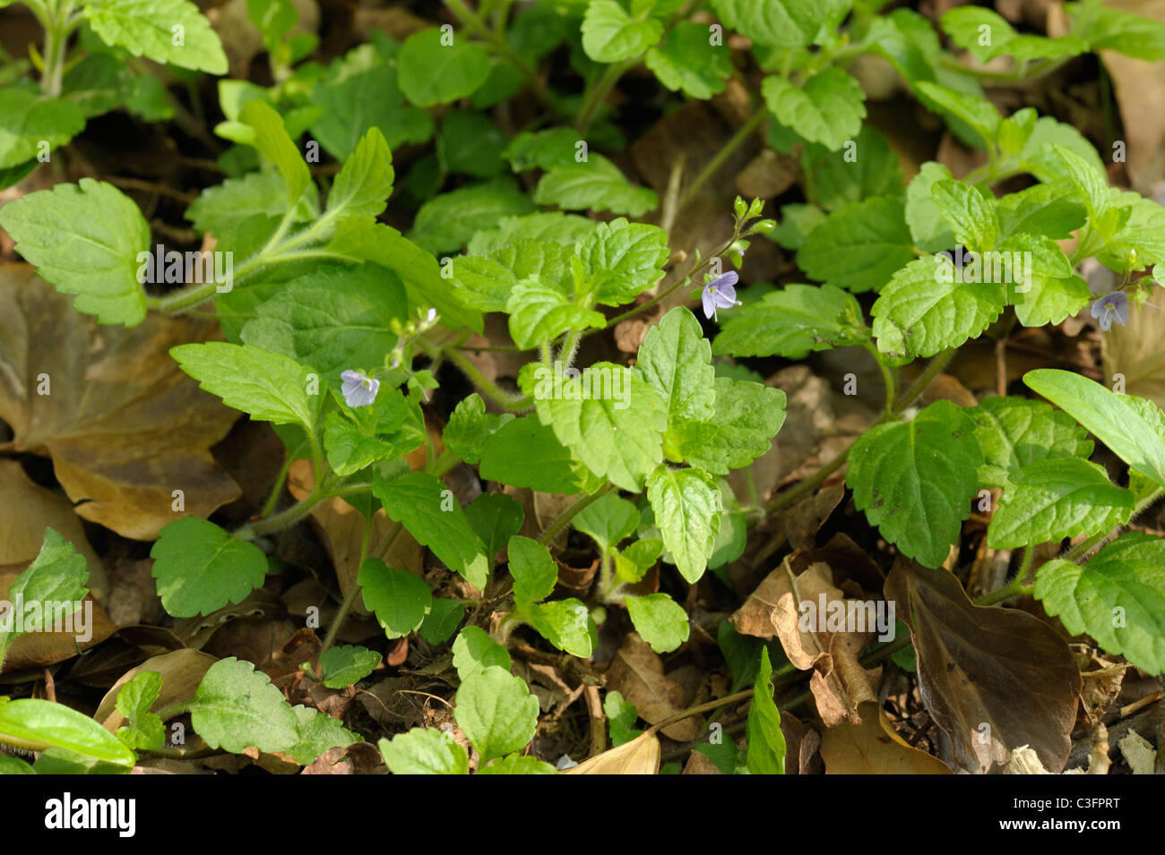 Wood Speedwell, veronica montana Stock Photo - Alamy