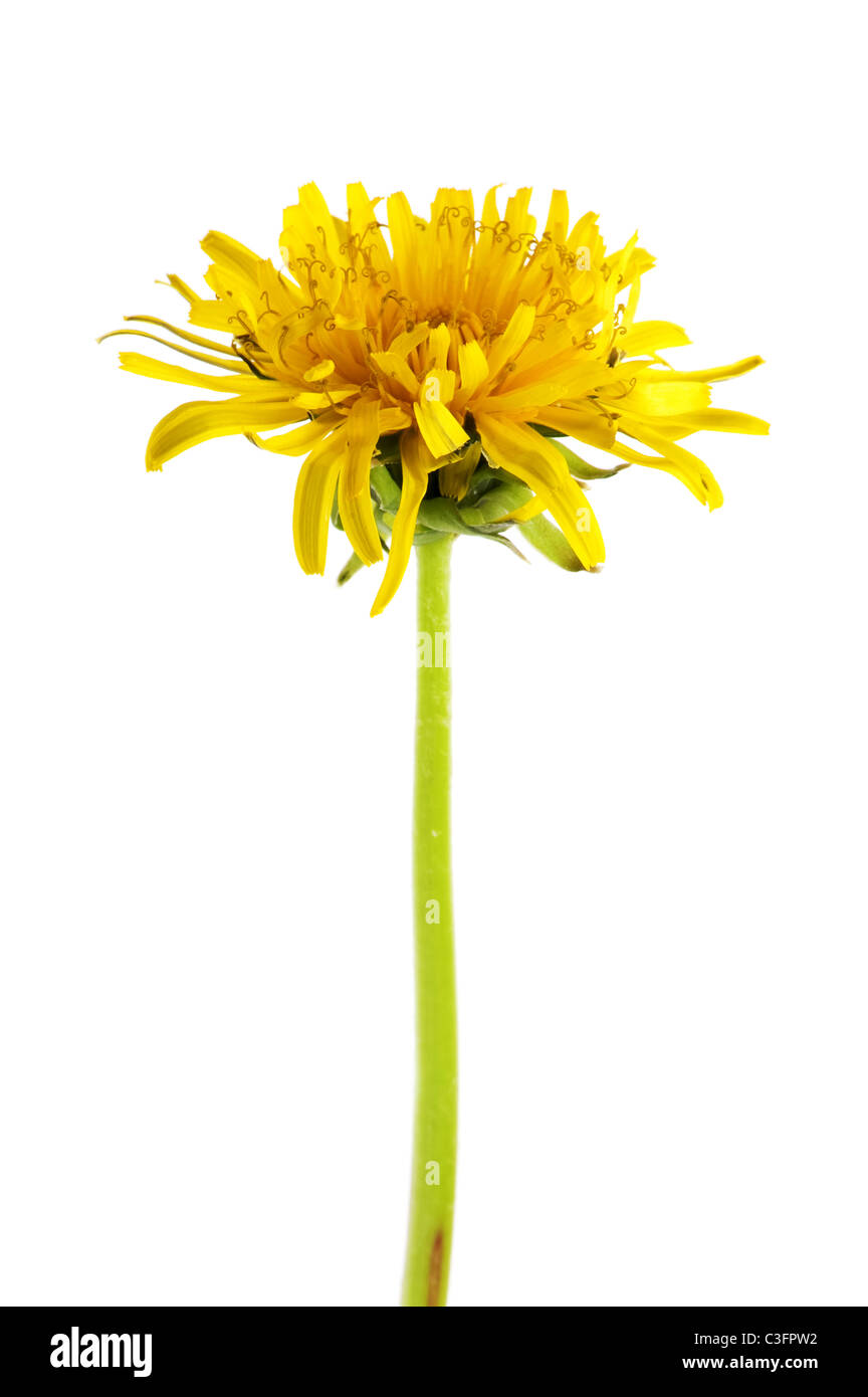 object on white - yellow dandelion close up Stock Photo - Alamy