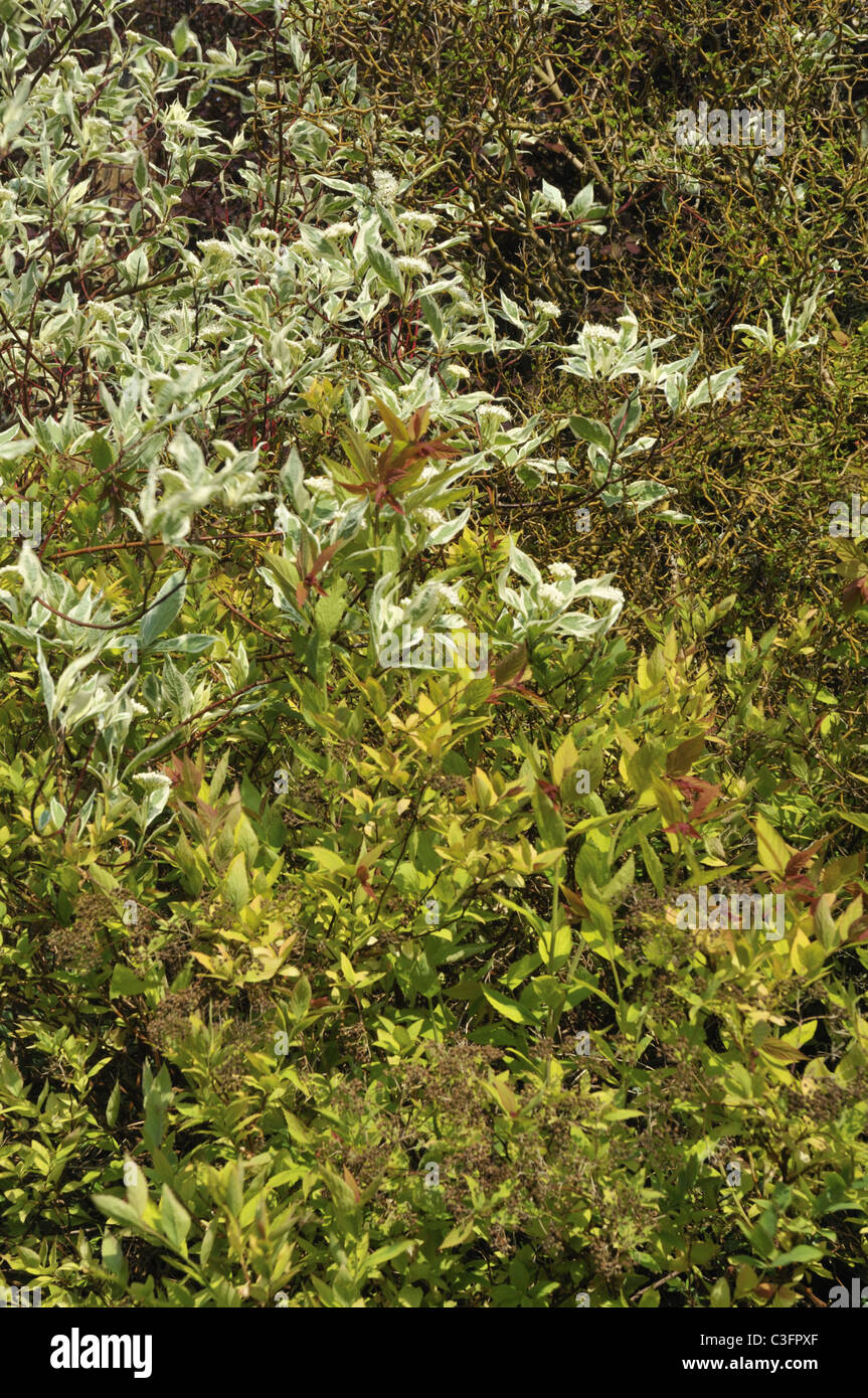 Colourful spring foliage of shrubs in a suburban English garden Stock ...