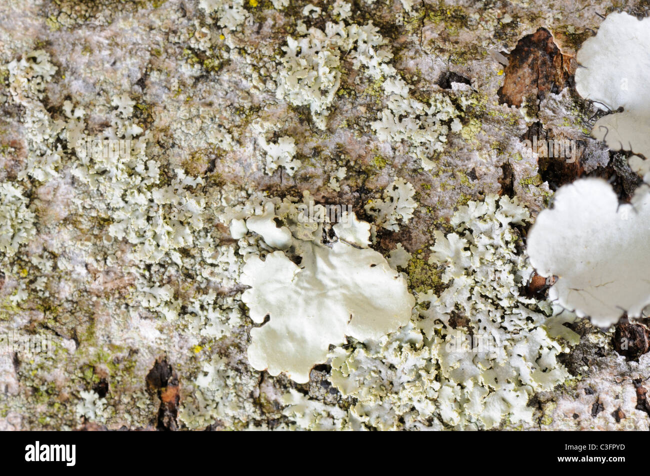 Closeup of lichen on a tree Stock Photo - Alamy