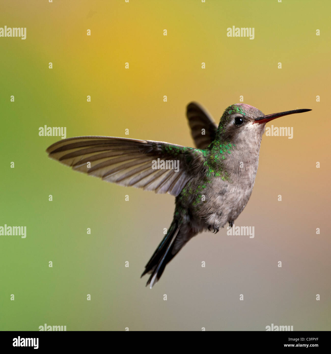 Broad-billed Hummingbird Female Flying, Hovering Stock Photo - Alamy