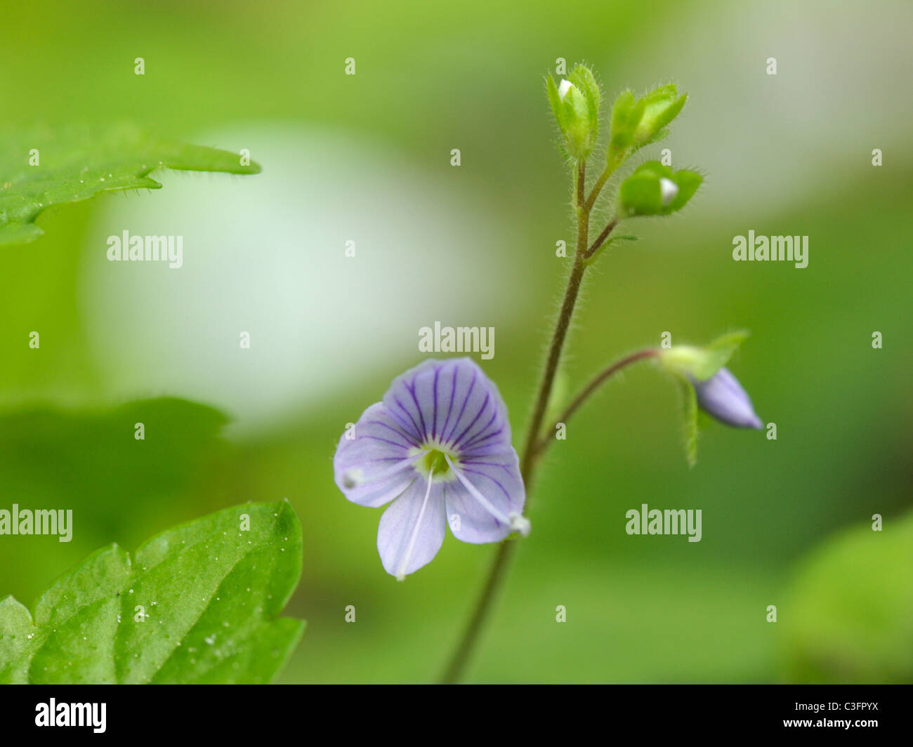 Wood Speedwell, veronica montana Stock Photo - Alamy