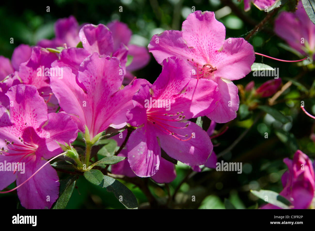 South Carolina, Charleston, Magnolia Plantation & Gardens. Azaleas in ...