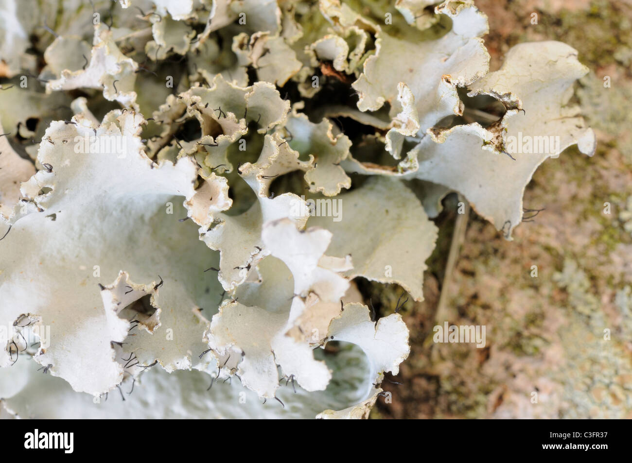 Closeup of lichen on a tree Stock Photo - Alamy