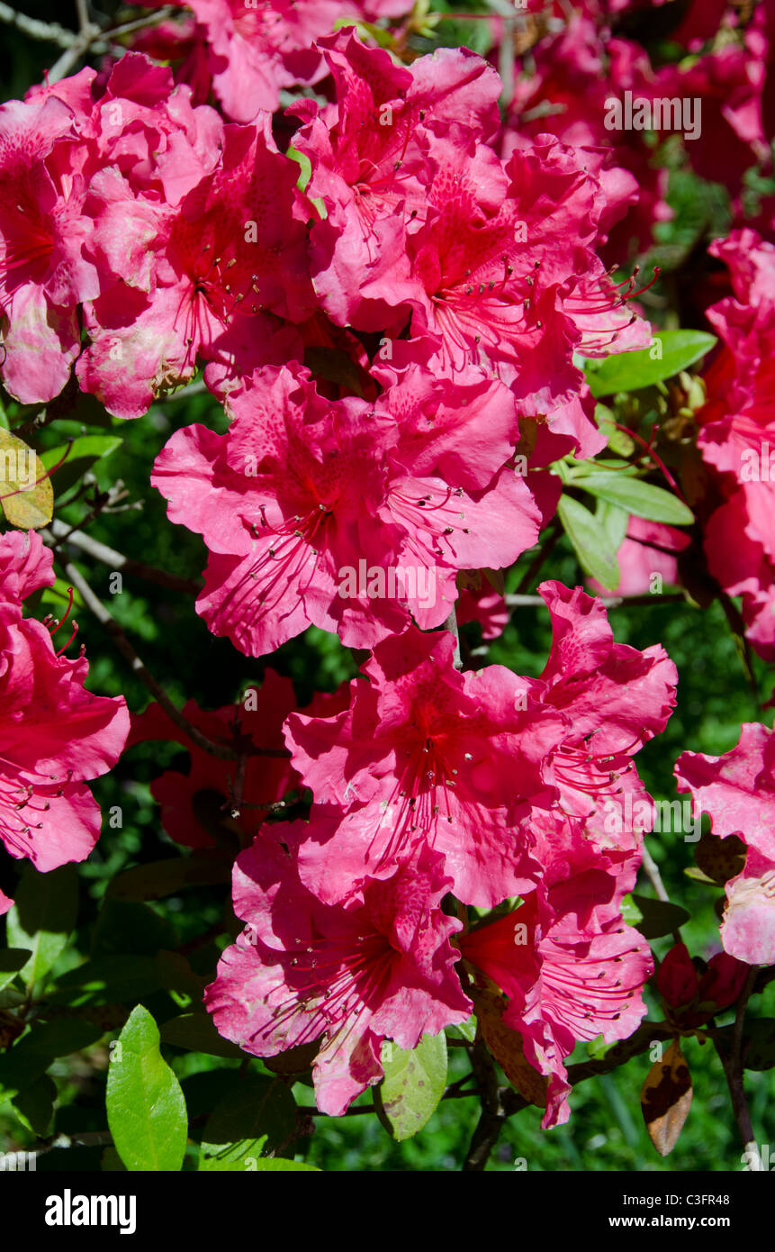 South Carolina, Charleston, Magnolia Plantation & Gardens. Azaleas in ...