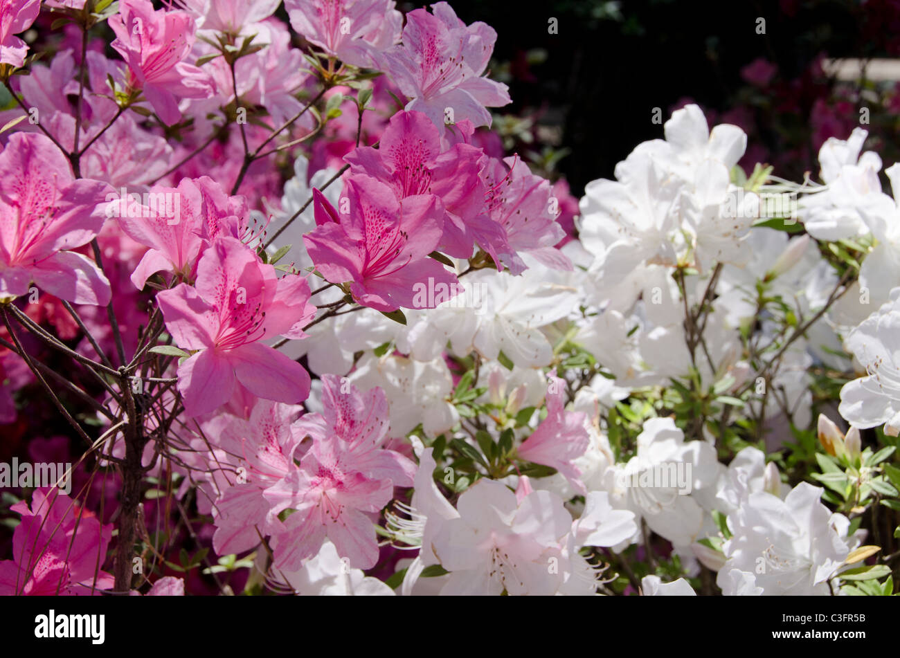 South Carolina, Charleston, Magnolia Plantation & Gardens. Azaleas in ...
