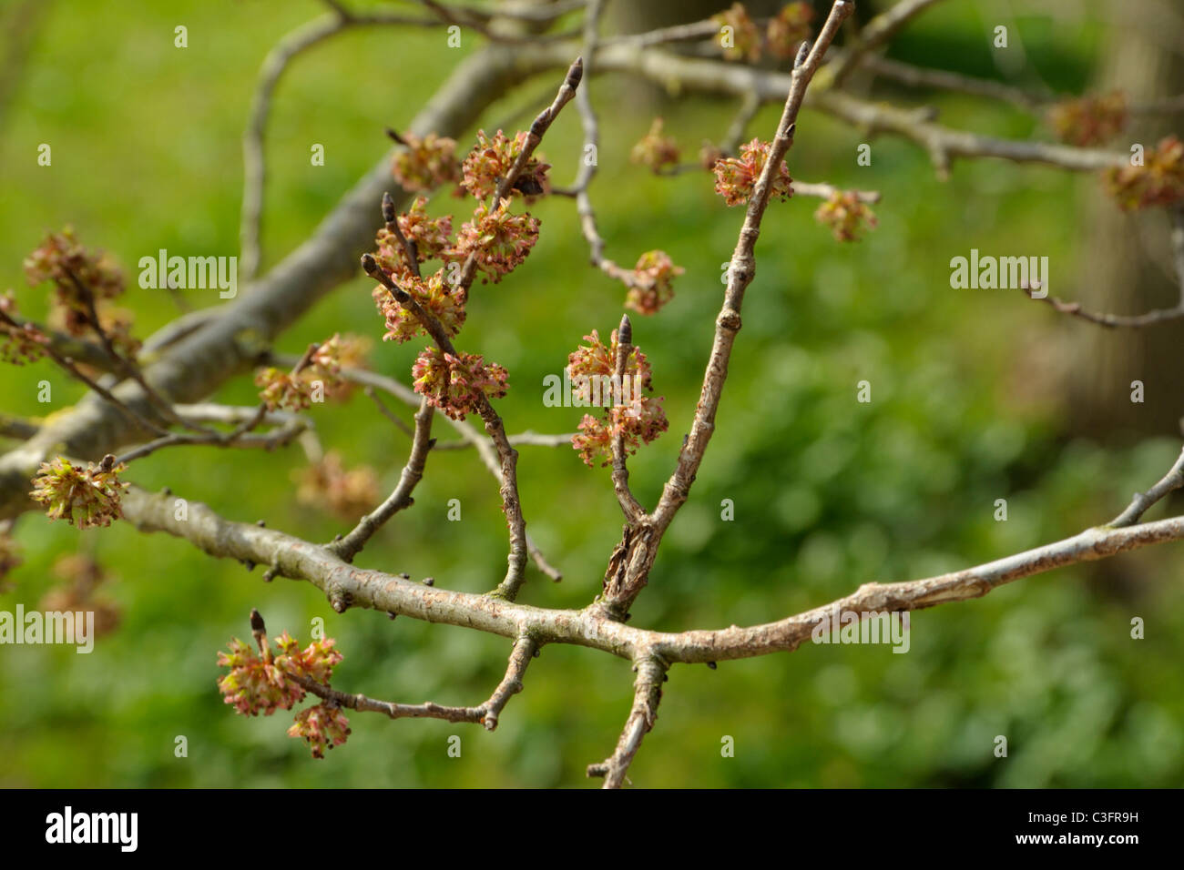 Field Elm Stock Photos & Field Elm Stock Images - Alamy