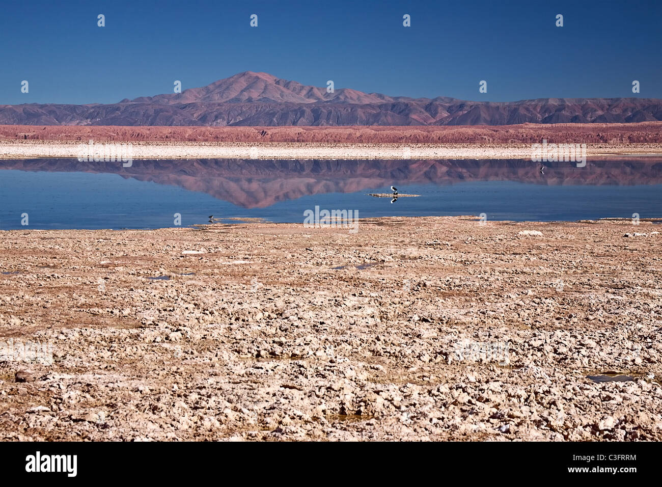 Laguna Chaxa in Salar de Atacama, Chile Stock Photo - Alamy
