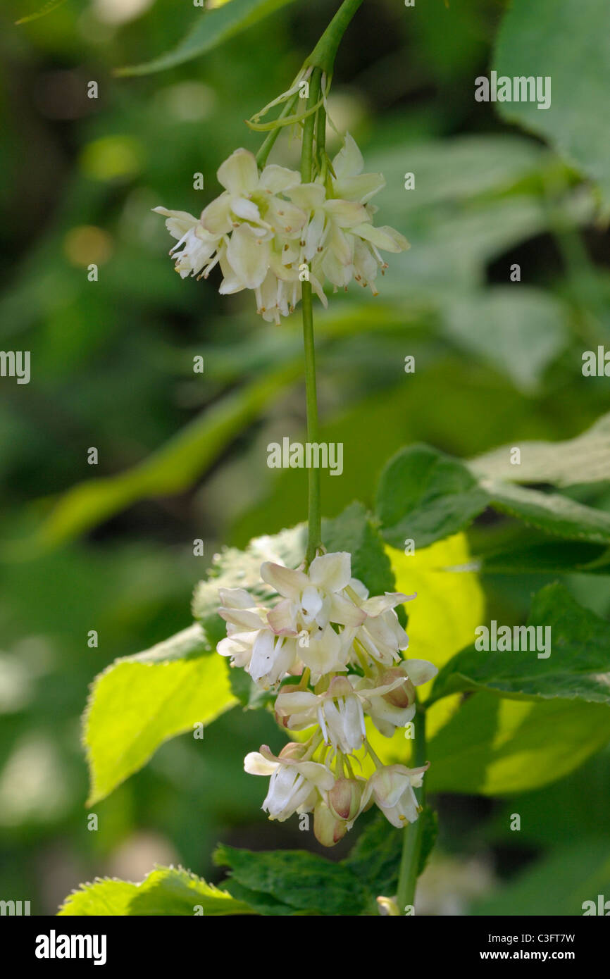 Staphylea pinnata hi-res stock photography and images - Alamy