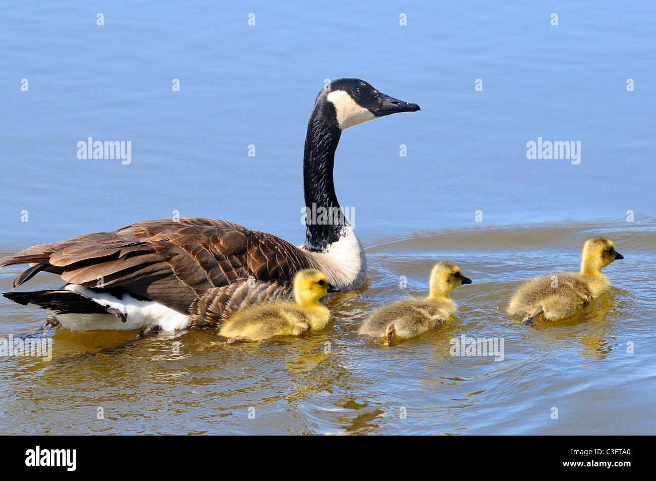 Protecting young geese hi-res stock photography and images - Alamy
