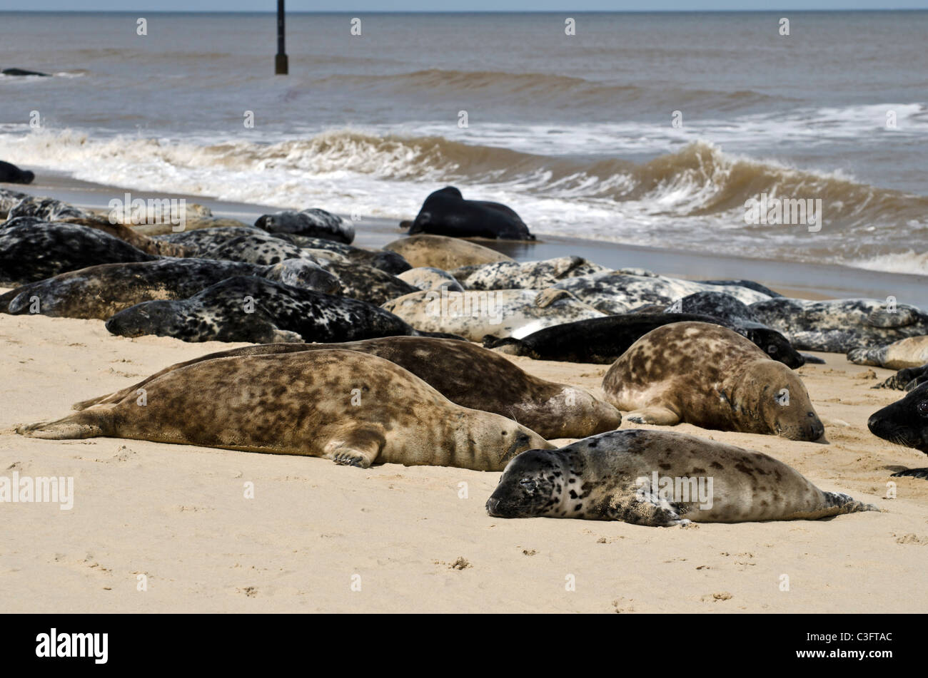 Group of seals lying on a beach in North Norfolk, England Stock Photo ...
