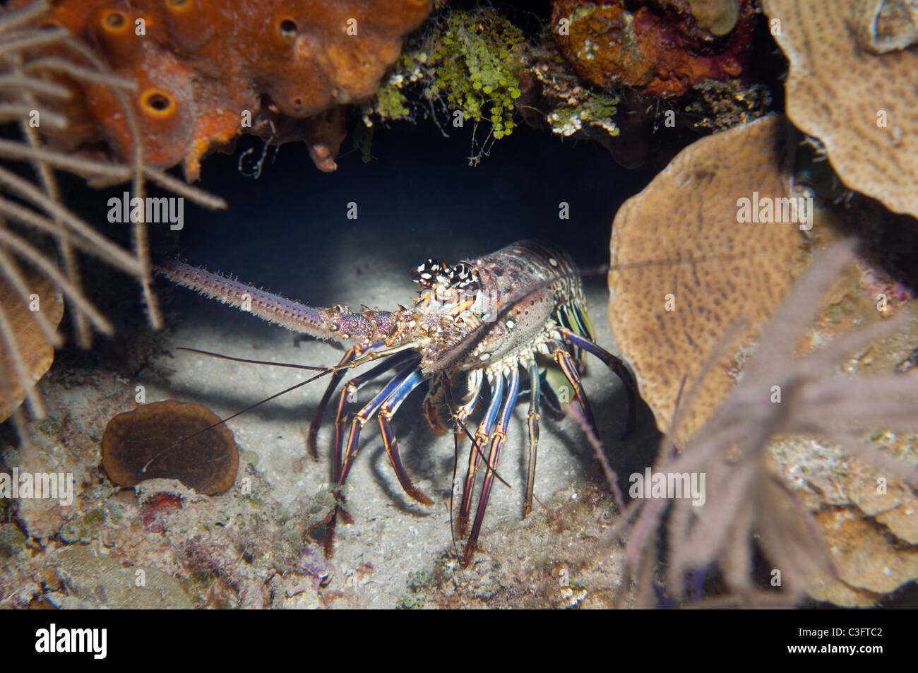 Underwater ledge hi-res stock photography and images - Alamy
