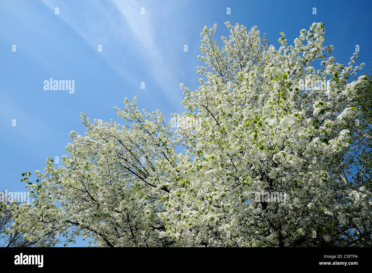 Crab apple blooms hi-res stock photography and images - Alamy