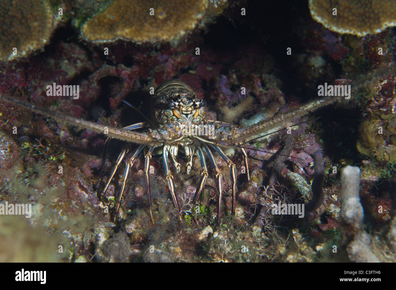 Underwater ledge hi-res stock photography and images - Alamy