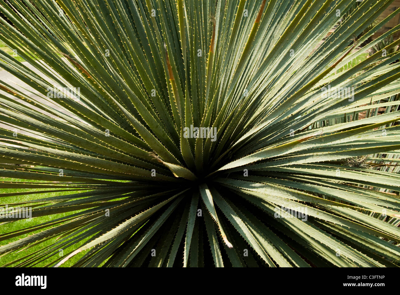 Mexico. Desert plants Stock Photo - Alamy