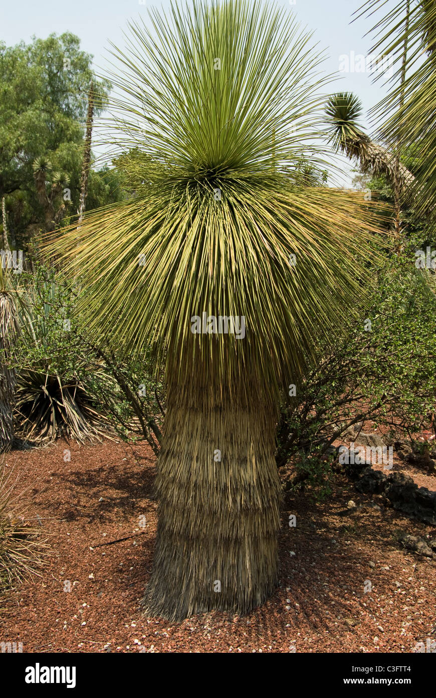 Mexico. Desert plants Stock Photo - Alamy