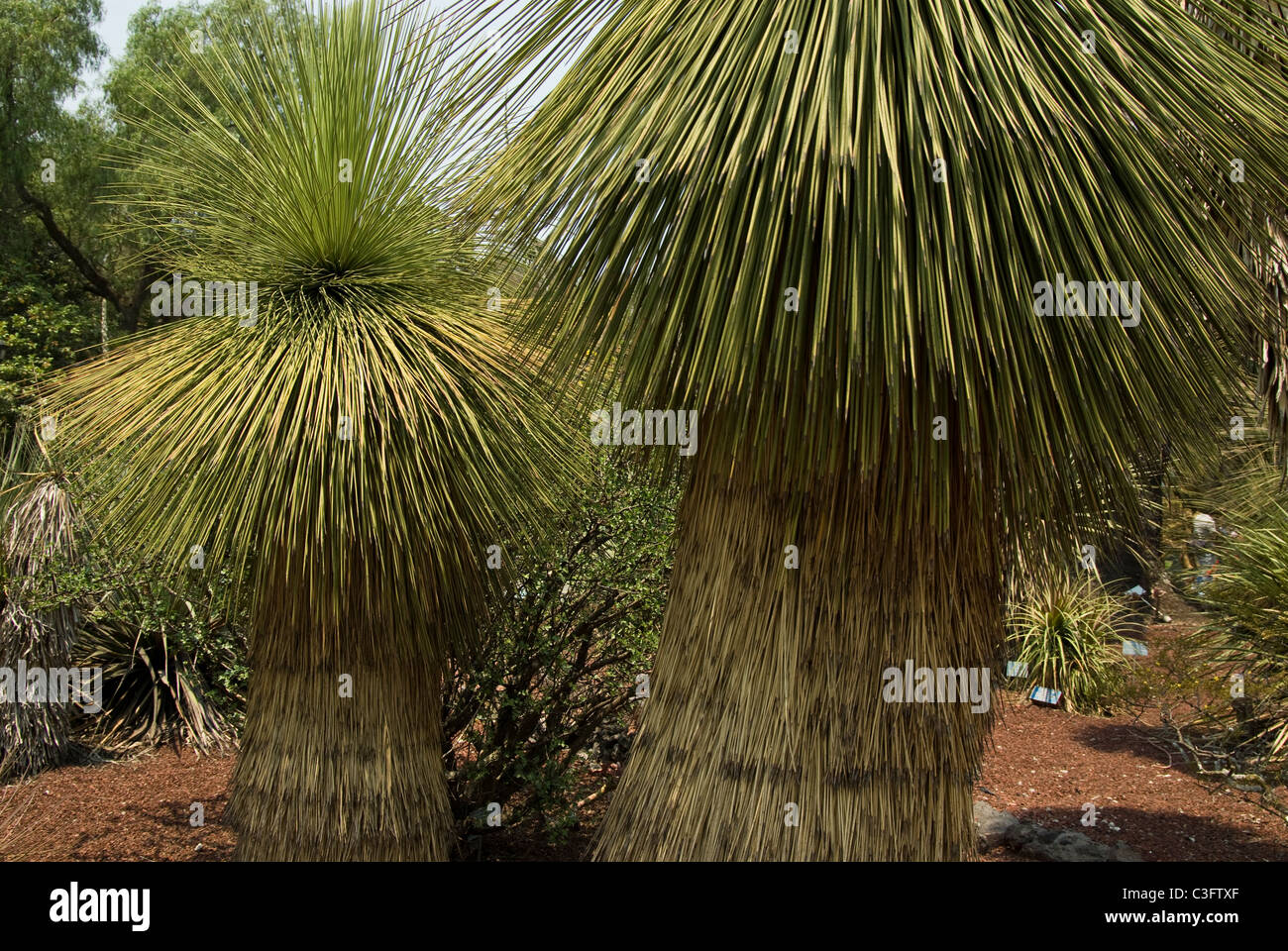 Mexico. Desert plants Stock Photo - Alamy
