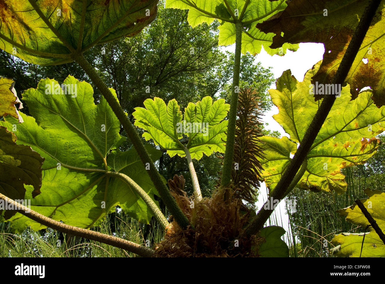 Mexico forest conservation hi-res stock photography and images - Alamy