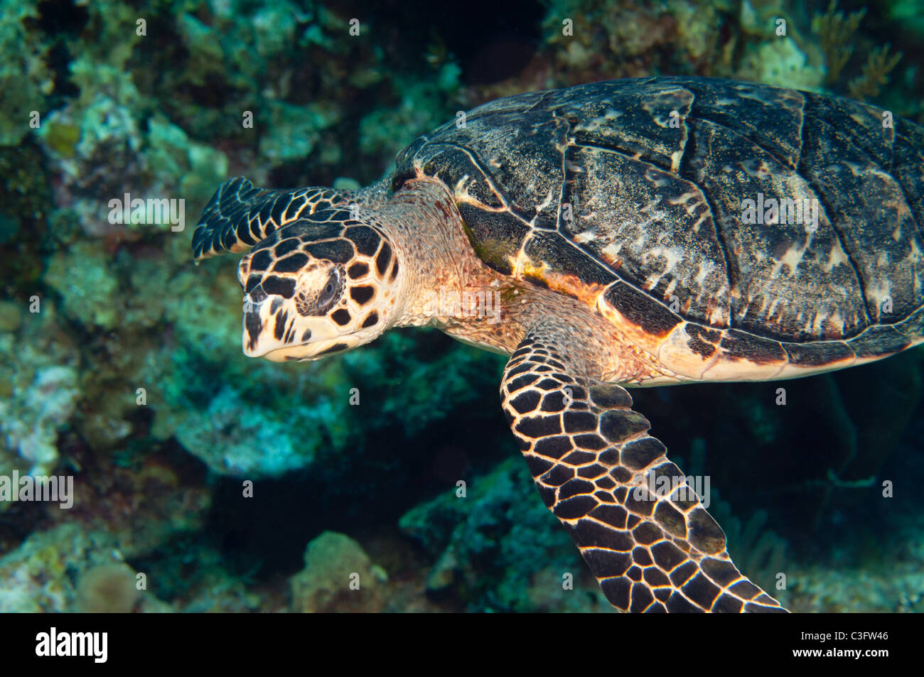 Portrait of a Hawksbill turtle in water around the island of Roatan ...