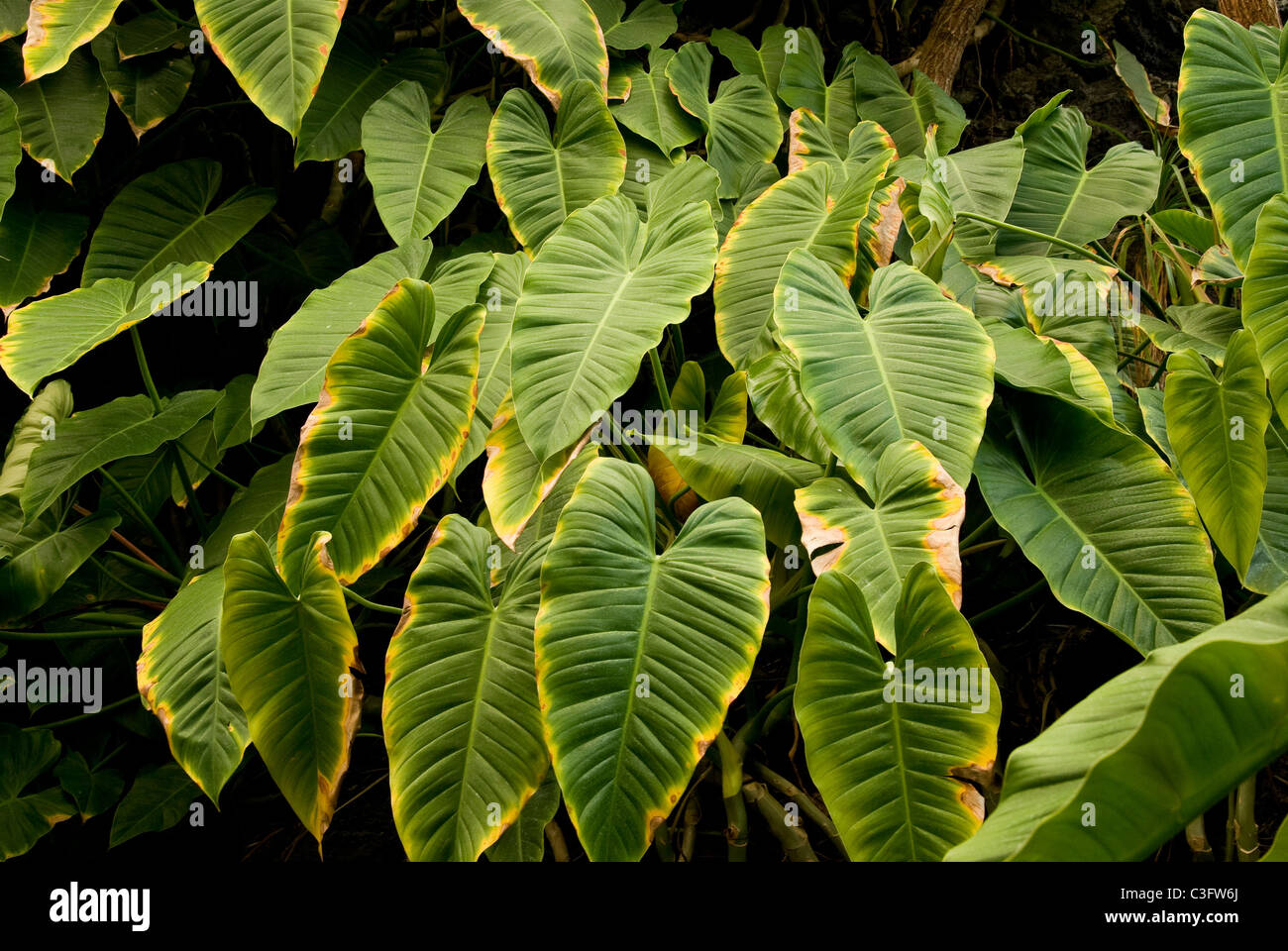 Mexican rain forest hi-res stock photography and images - Alamy