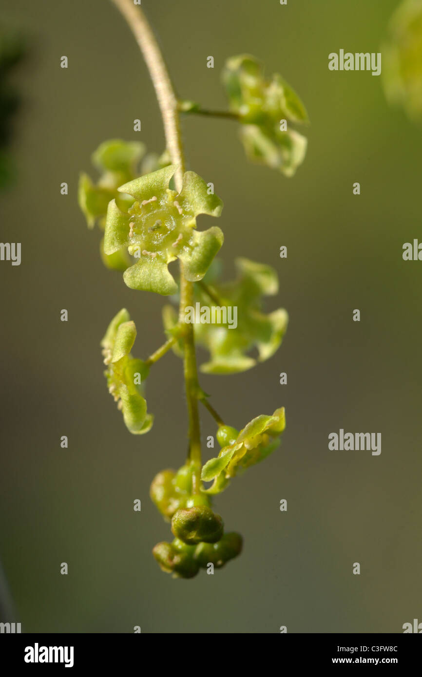 Ribes rubrum flower High Resolution Stock Photography and Images - Alamy