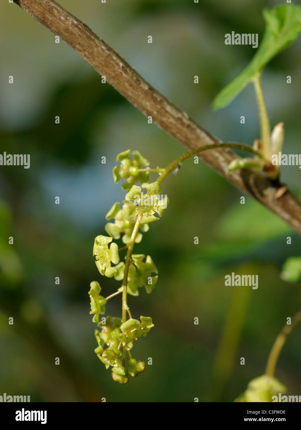 Red Currant flowers, ribes rubrum Stock Photo - Alamy