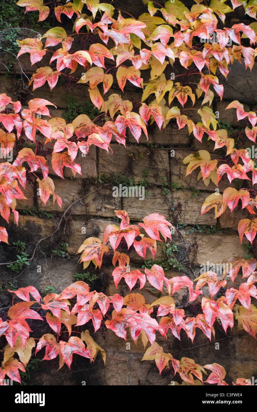 autumn wild grape on wall Stock Photo - Alamy