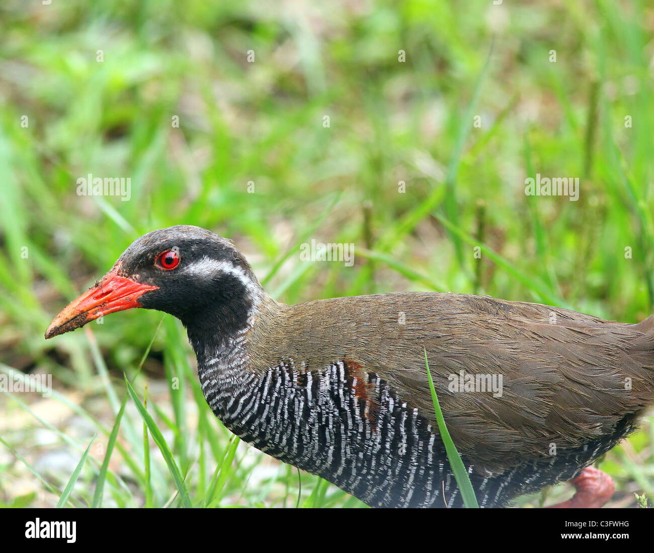 Okinawa rail hi-res stock photography and images - Alamy