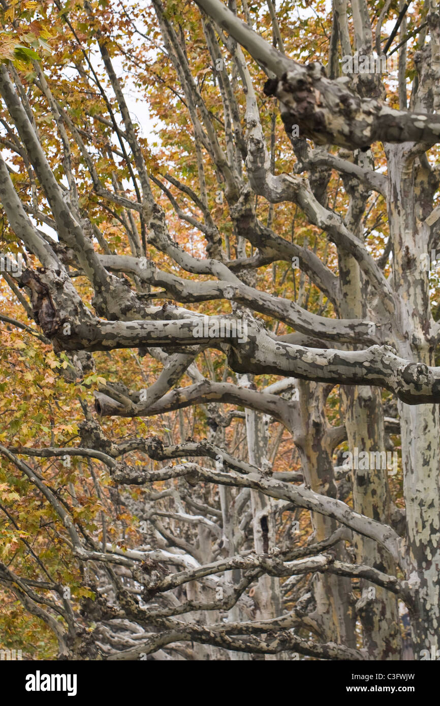 Branch sycamore plane tree hi-res stock photography and images - Alamy