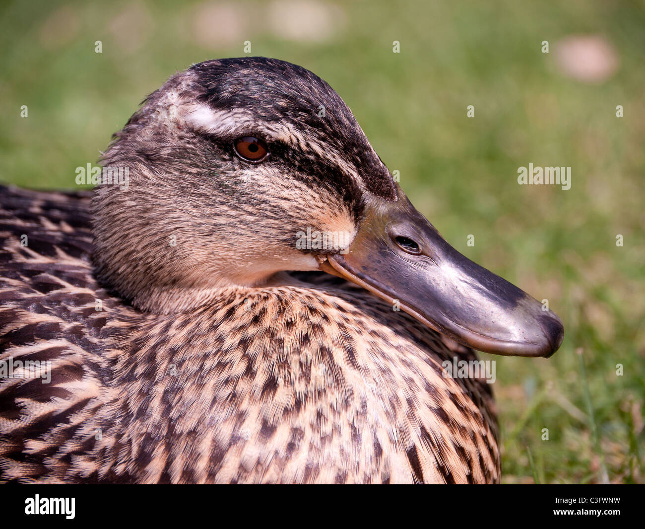 Finchingfield bridge hi-res stock photography and images - Alamy