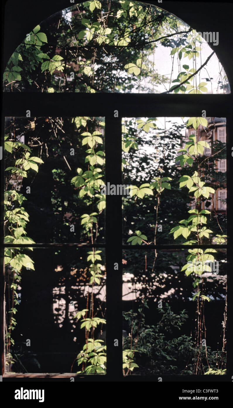 view through window of leaves vines and urban street Stock Photo - Alamy