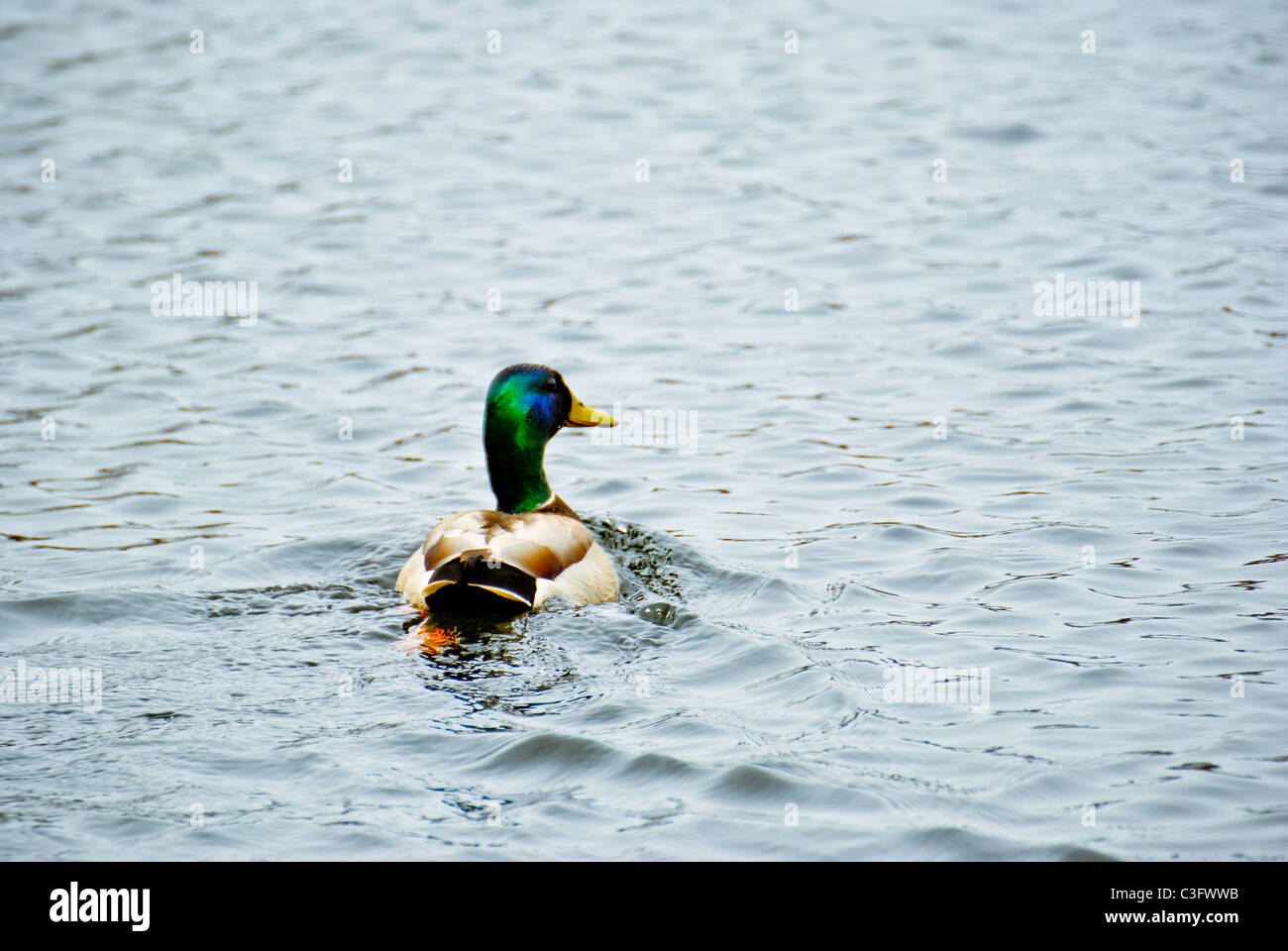 Duck swimming away Stock Photo - Alamy