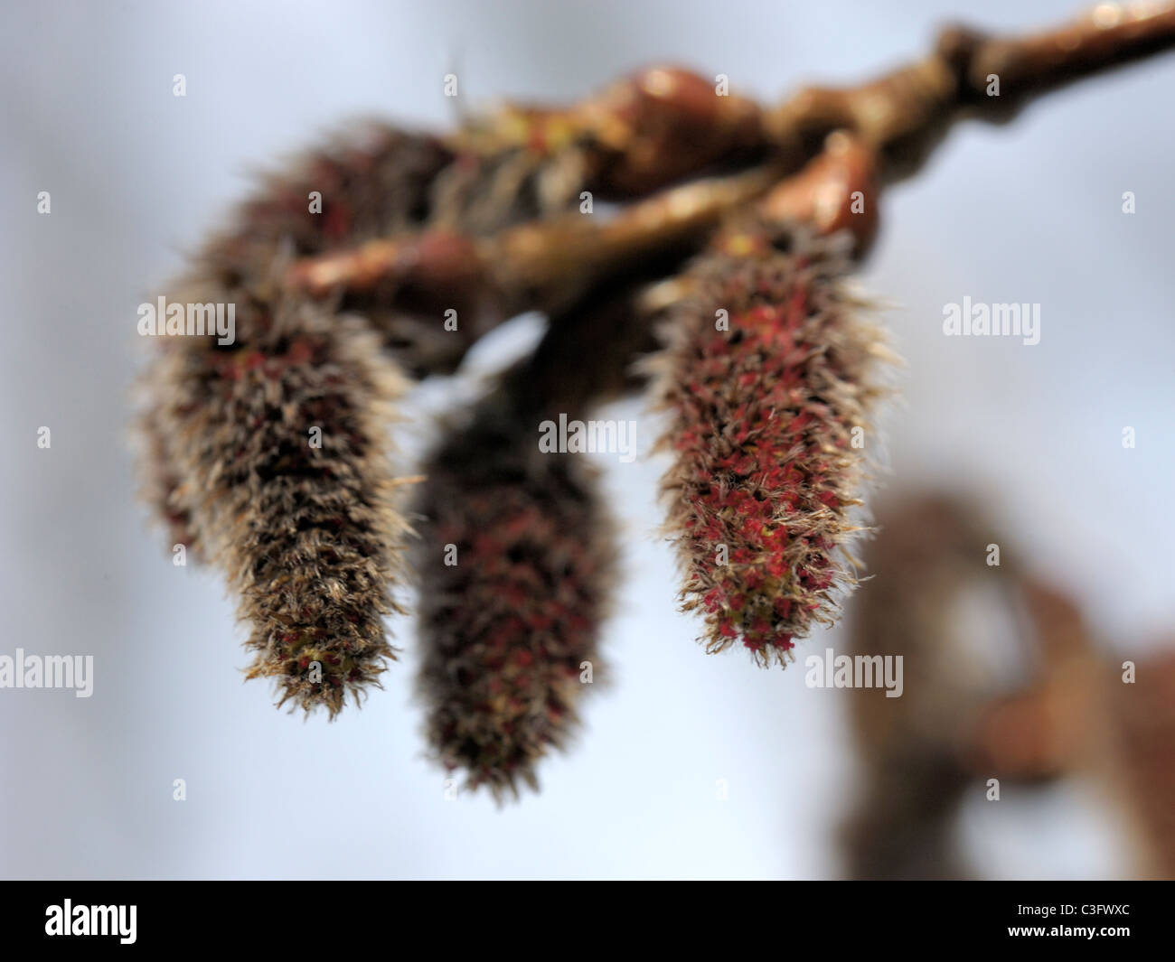 Populus tremula hi-res stock photography and images - Alamy