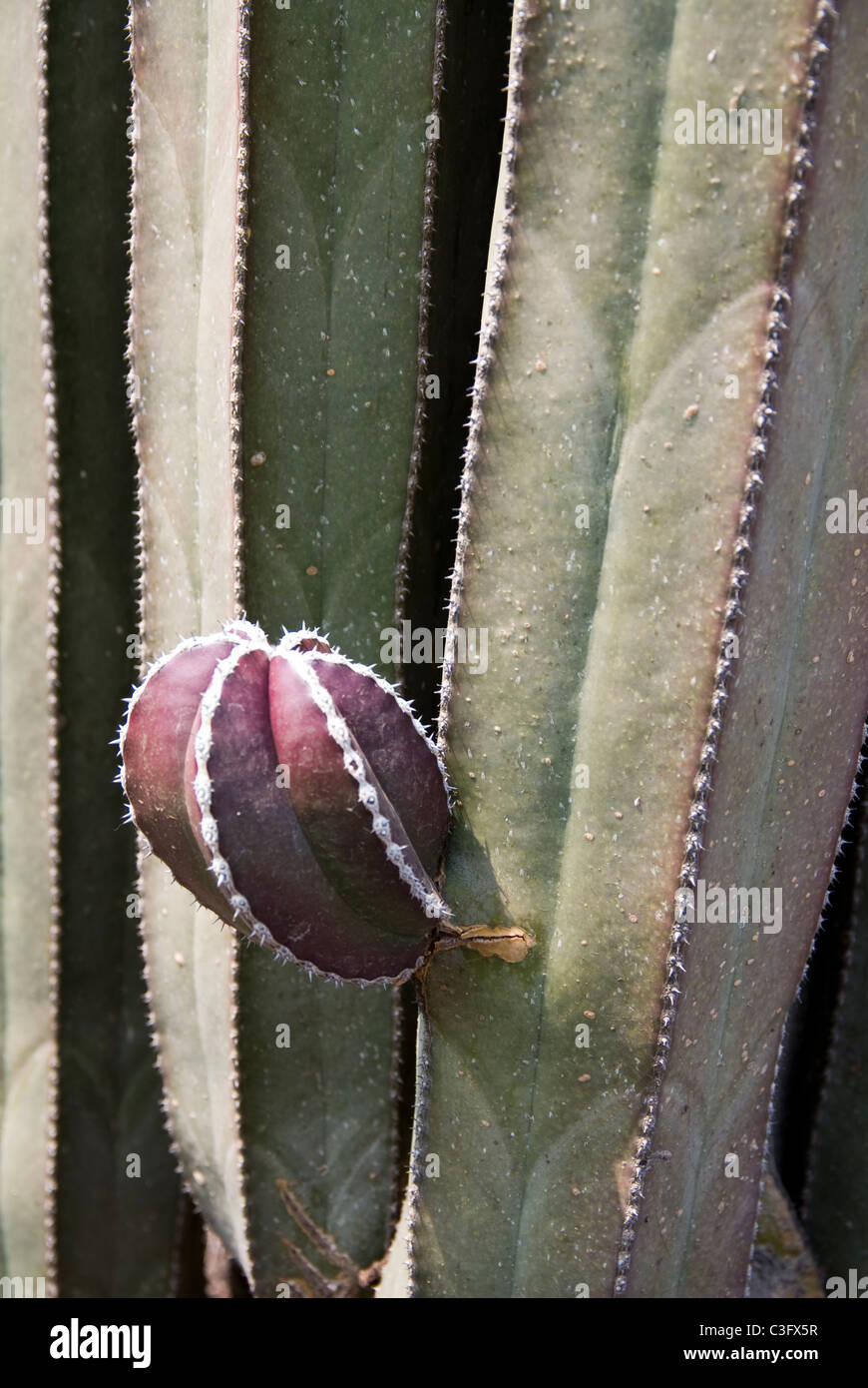 Mexico. Desert plants Stock Photo - Alamy
