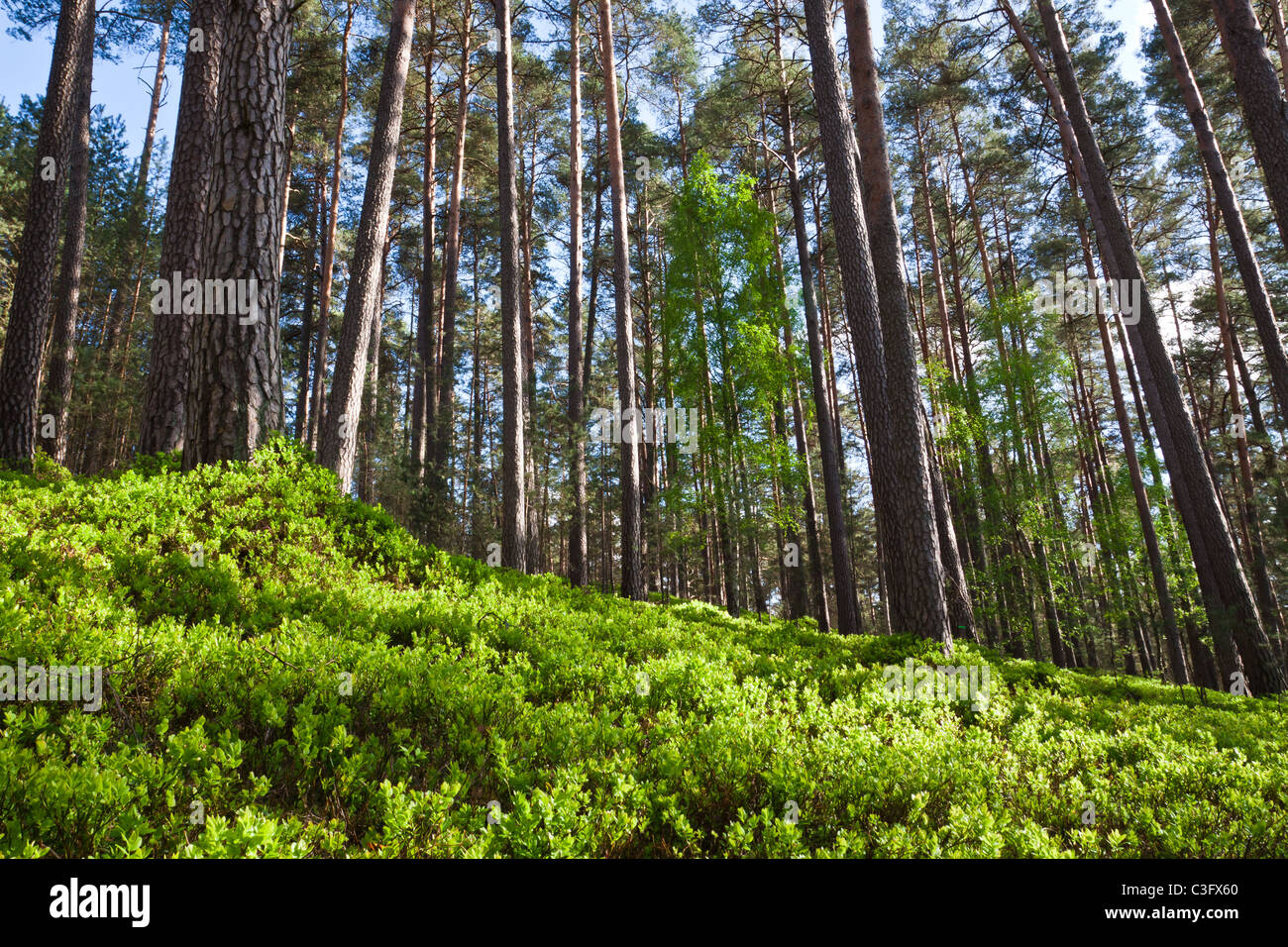 Forest in National Park Stock Photo - Alamy