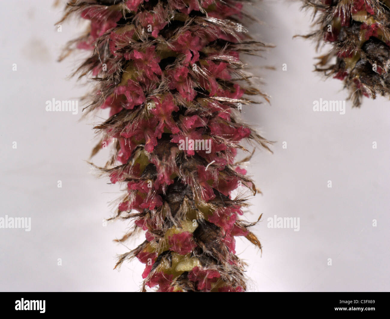 Populus tremula flowers hi-res stock photography and images - Alamy