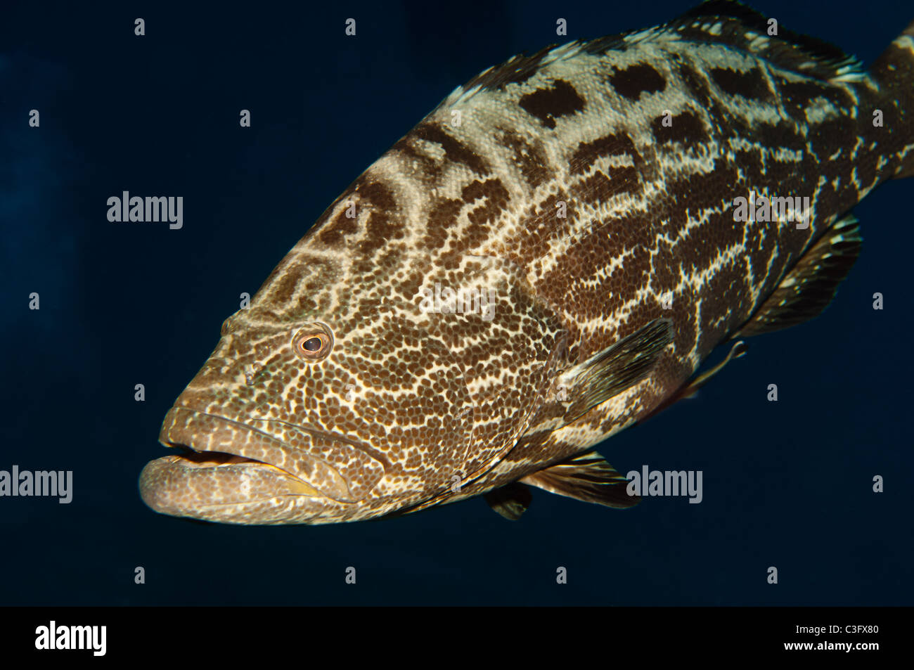 Black grouper hi-res stock photography and images - Alamy