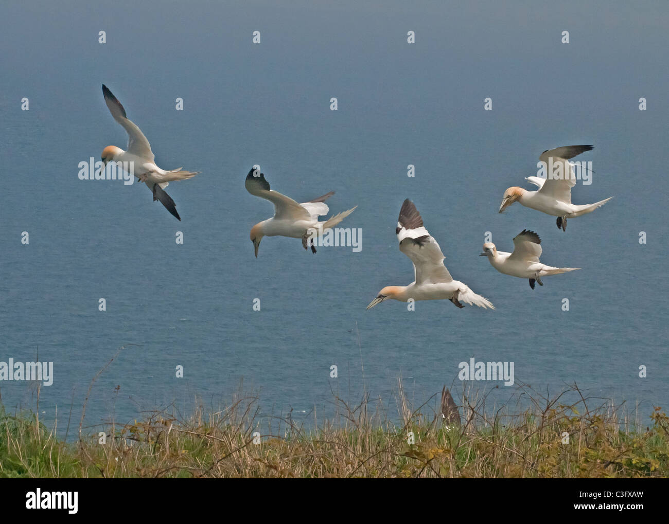 Searching for nest materials hi-res stock photography and images - Alamy
