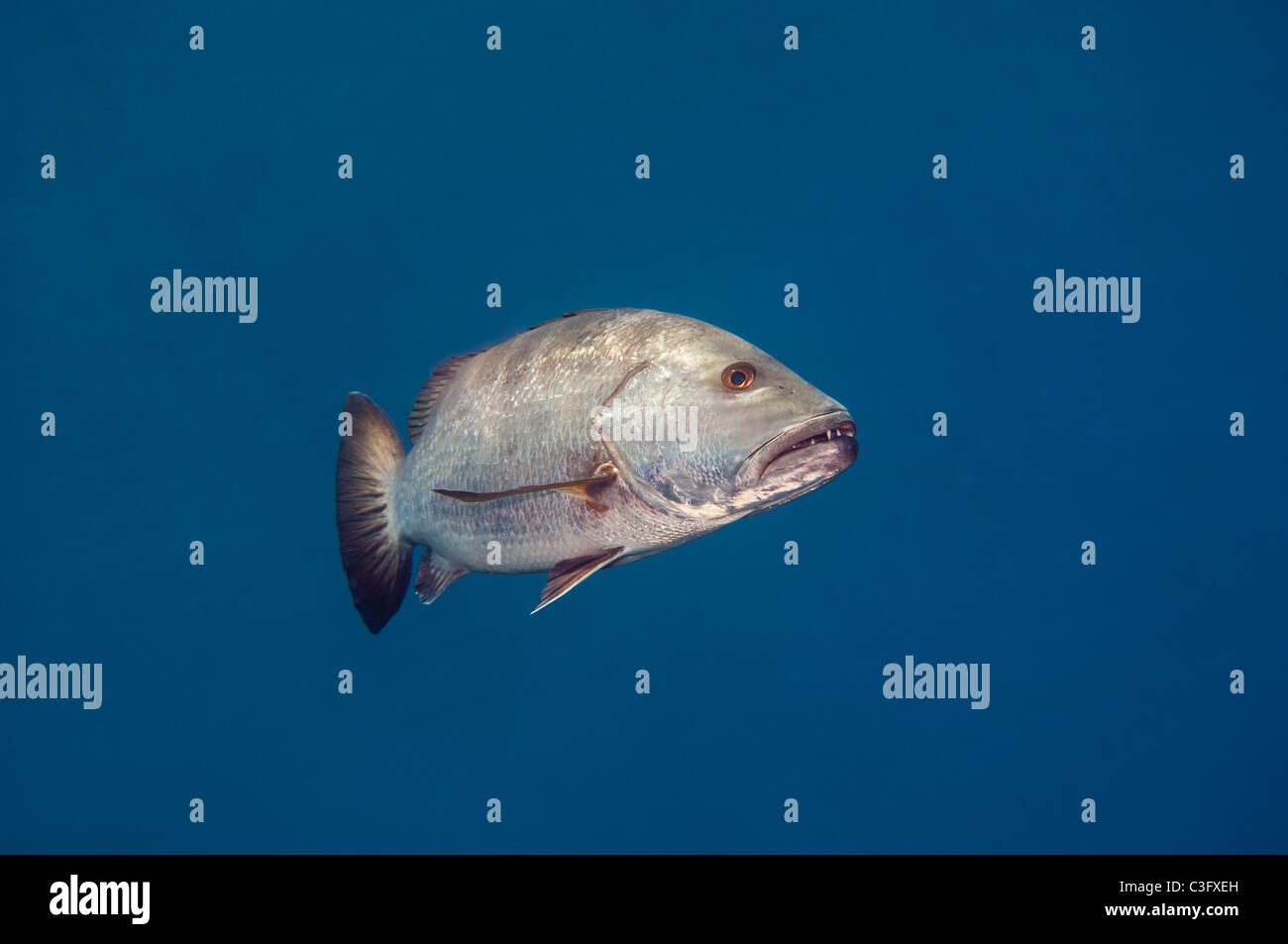 Dog snappers derive their name from the two large fang like teeth at ...