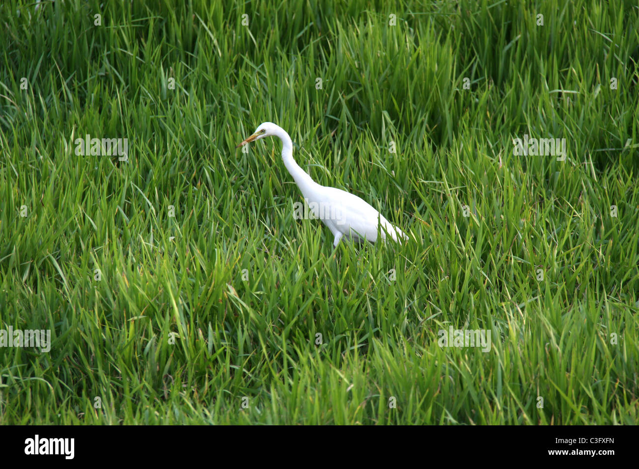White crane hi-res stock photography and images - Alamy