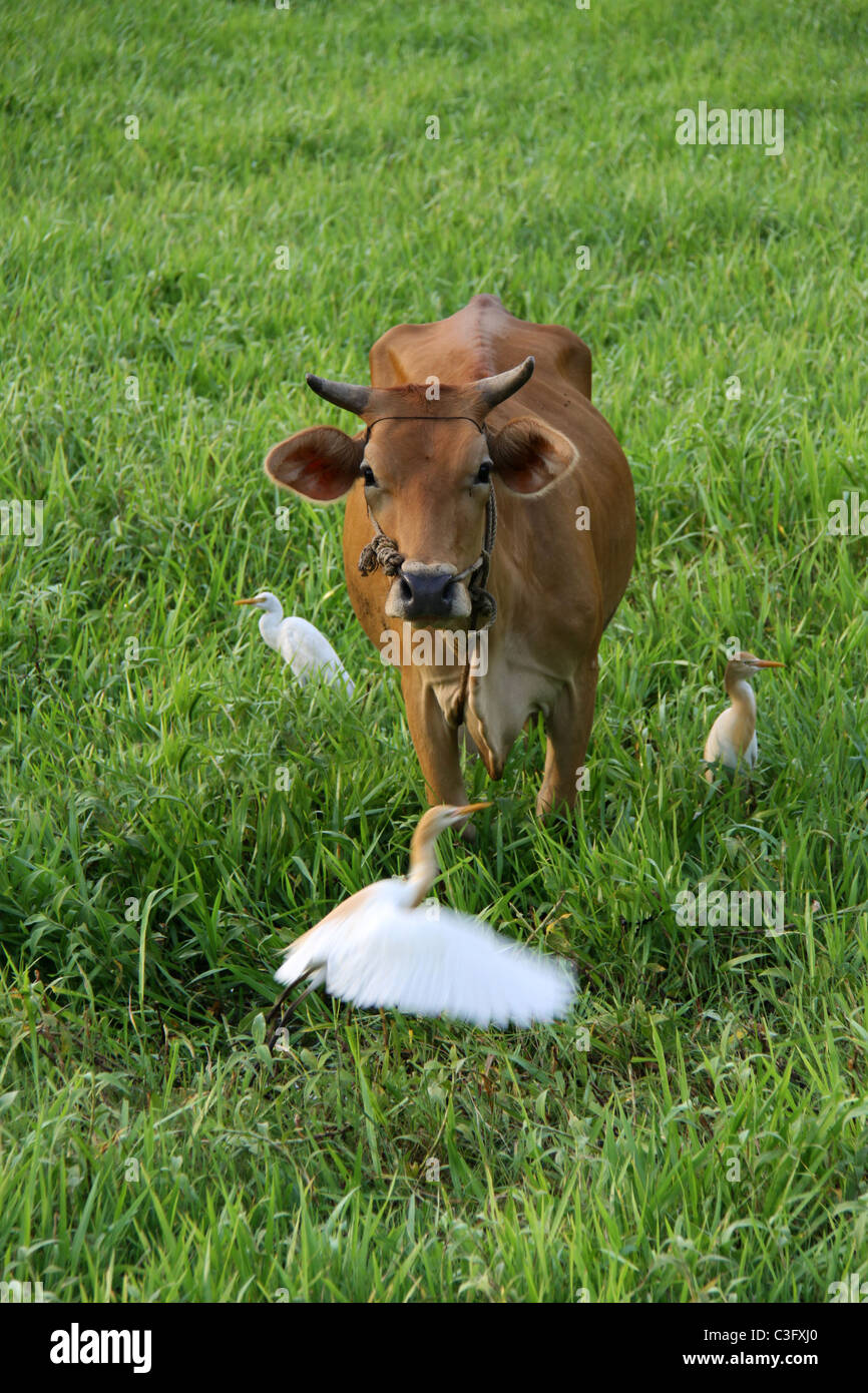 Cow and crane in green grass Stock Photo - Alamy